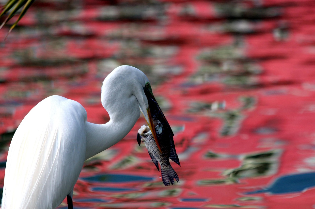 Más de 4 imágenes gratis de Egrete Imagens y Ardea Alba - Pixabay