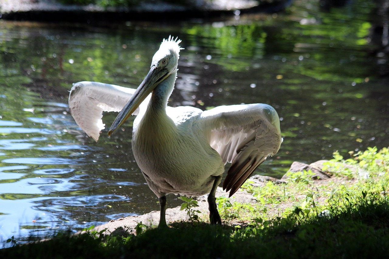 Pelícano Pájaro Agua - Foto gratis en Pixabay - Pixabay