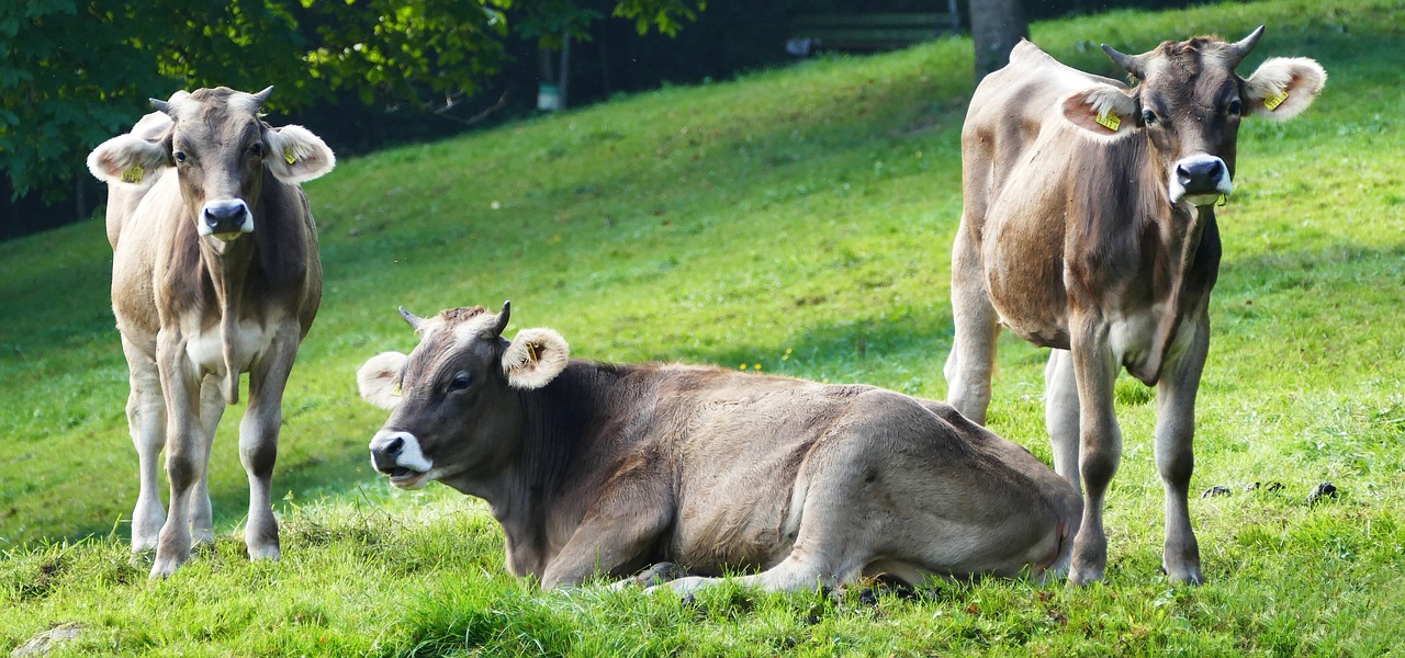 Nature Agriculture Cows - Free photo on Pixabay