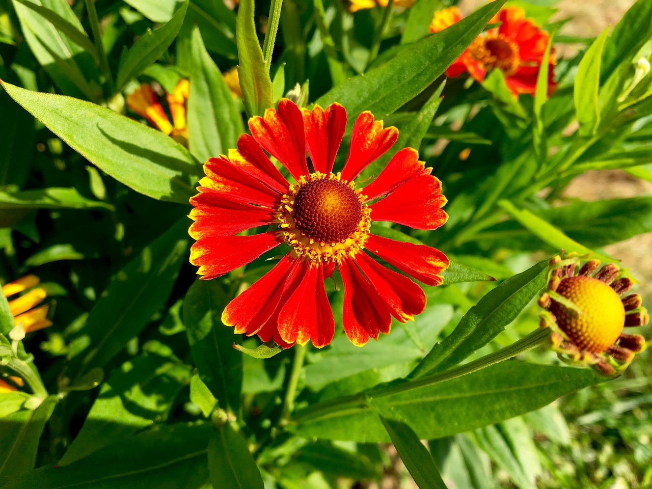 Flor Jardín Rojo - Foto gratis en Pixabay - Pixabay