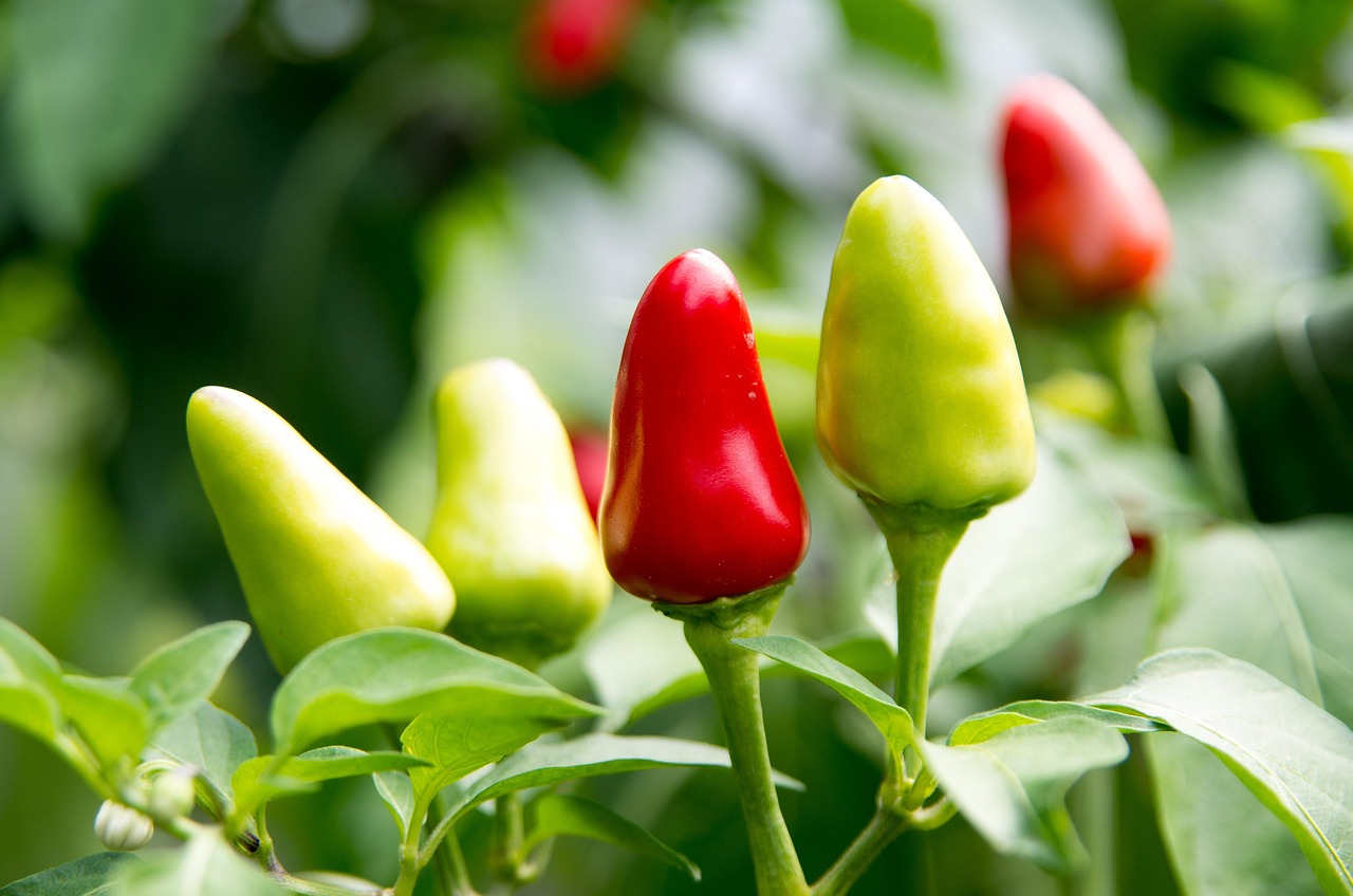 Chili Peppers Cooking - Free photo on Pixabay