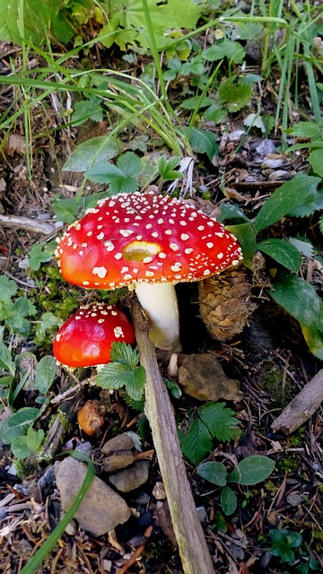 Cogumelos Natureza Outono - Foto gratuita no Pixabay