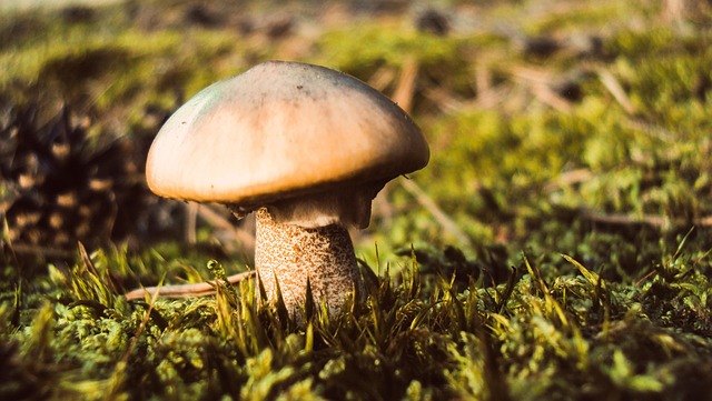 Gomba Üzem Erdő - Ingyenes fotó a Pixabay-en - Pixabay