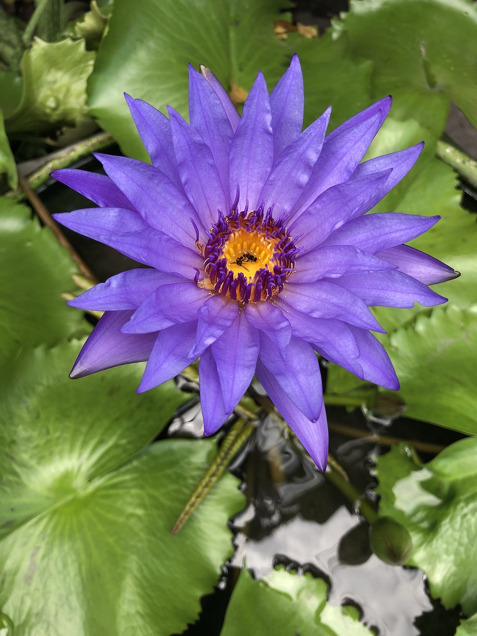 Purple Lotus Flor Roxa De - Foto gratuita no Pixabay - Pixabay