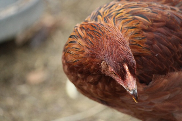 Poulet Poule Cultiver La - Photo gratuite sur Pixabay - Pixabay