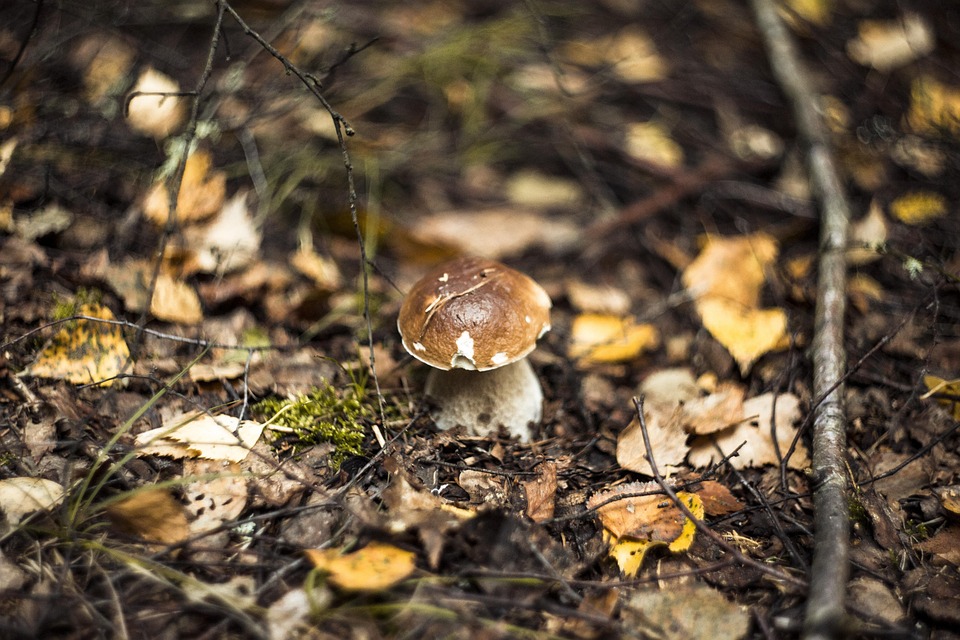 Champignon Forêt Journée - Photo gratuite sur Pixabay - Pixabay