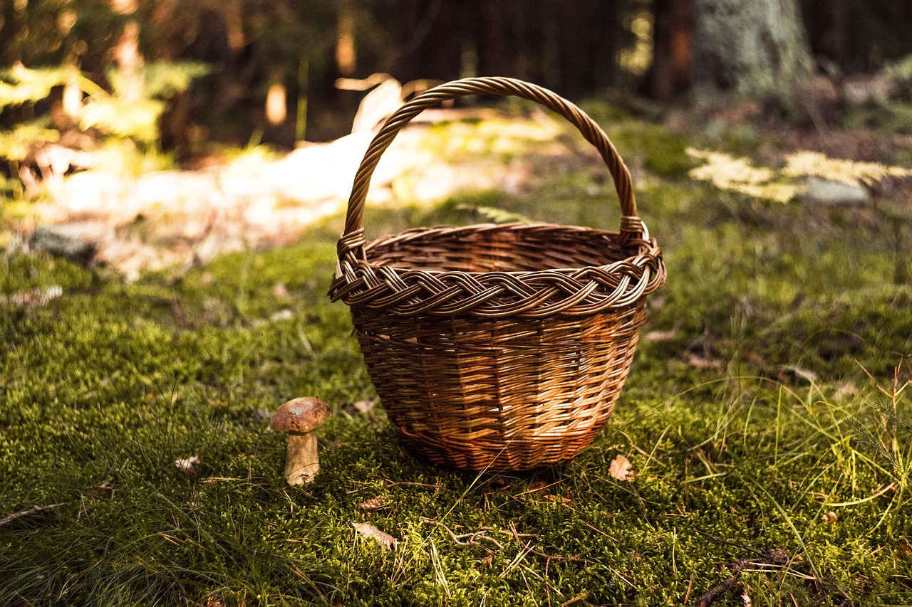 Champignon Forêt Journée - Photo gratuite sur Pixabay - Pixabay