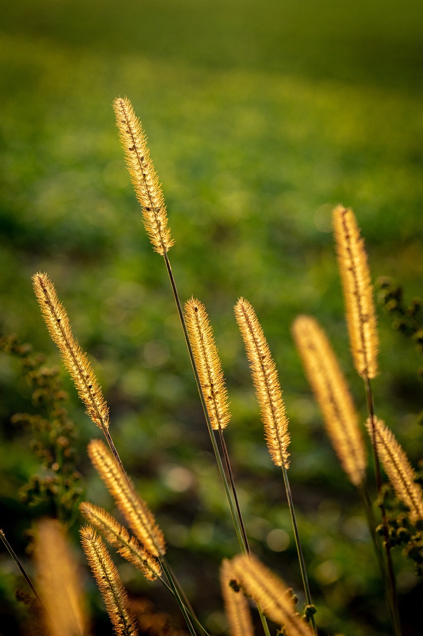 Nature Grass Landscape - Free photo on Pixabay