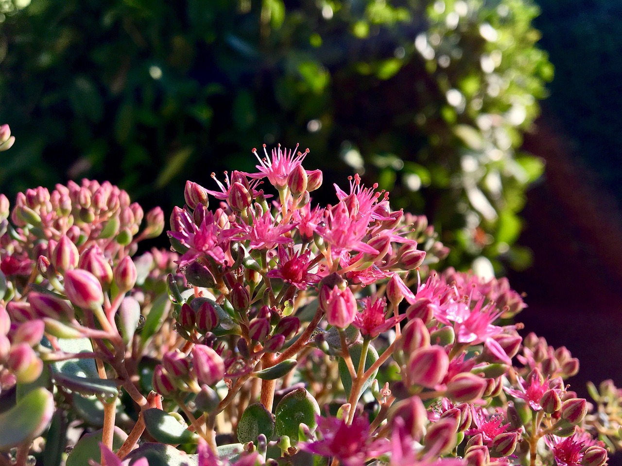 Fat Chicken Sedum Flower - Free photo on Pixabay - Pixabay