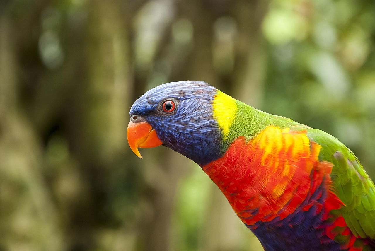 200+ Free Lorikeet & Parrot Photos - Pixabay