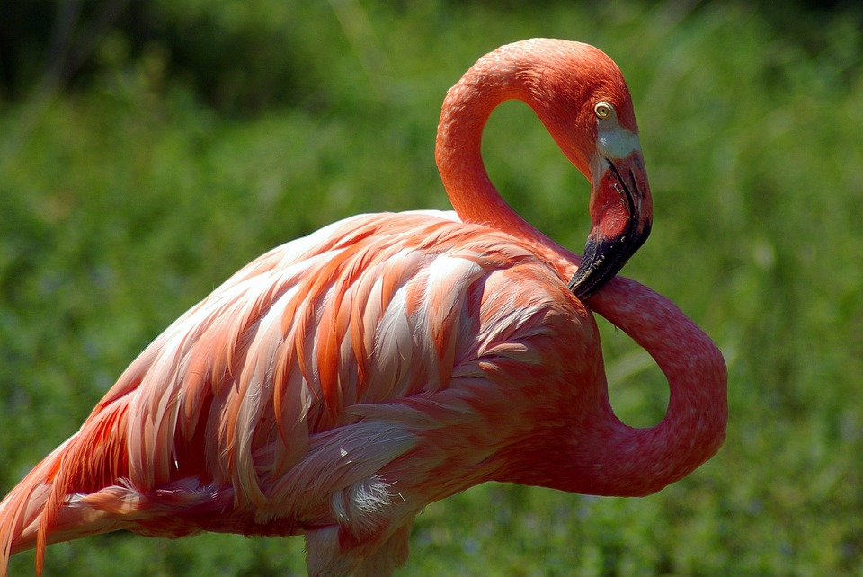 Madison Zoo Flamingo Bird - Free photo on Pixabay - Pixabay