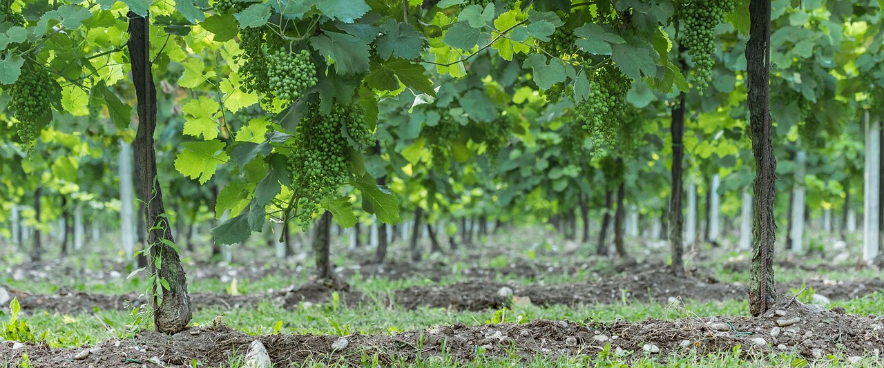 Farmers Tree Nature - Free photo on Pixabay