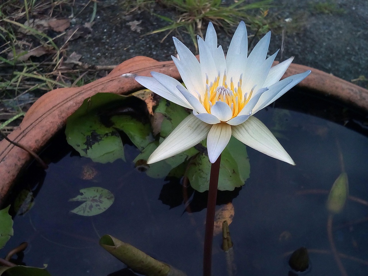 Feuille De Lotus Plantes - Photo gratuite sur Pixabay - Pixabay