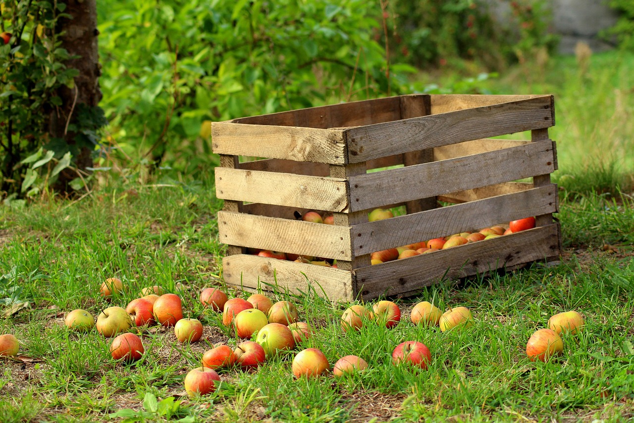 Apples Fruit Set - Free photo on Pixabay - Pixabay