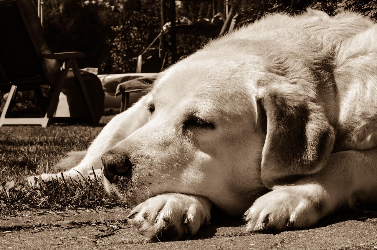 Dog Peace Of Mind Animals - Free photo on Pixabay - Pixabay