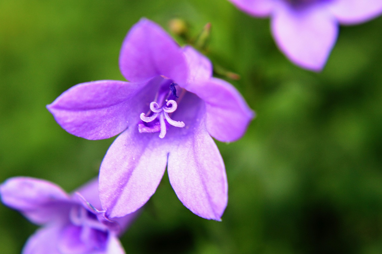 300+ ฟรี Campanula & ธรรมชาติ รูปภาพ - Pixabay