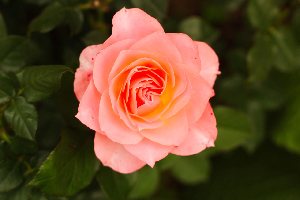 Rose Flowers Flower - Free photo on Pixabay - Pixabay