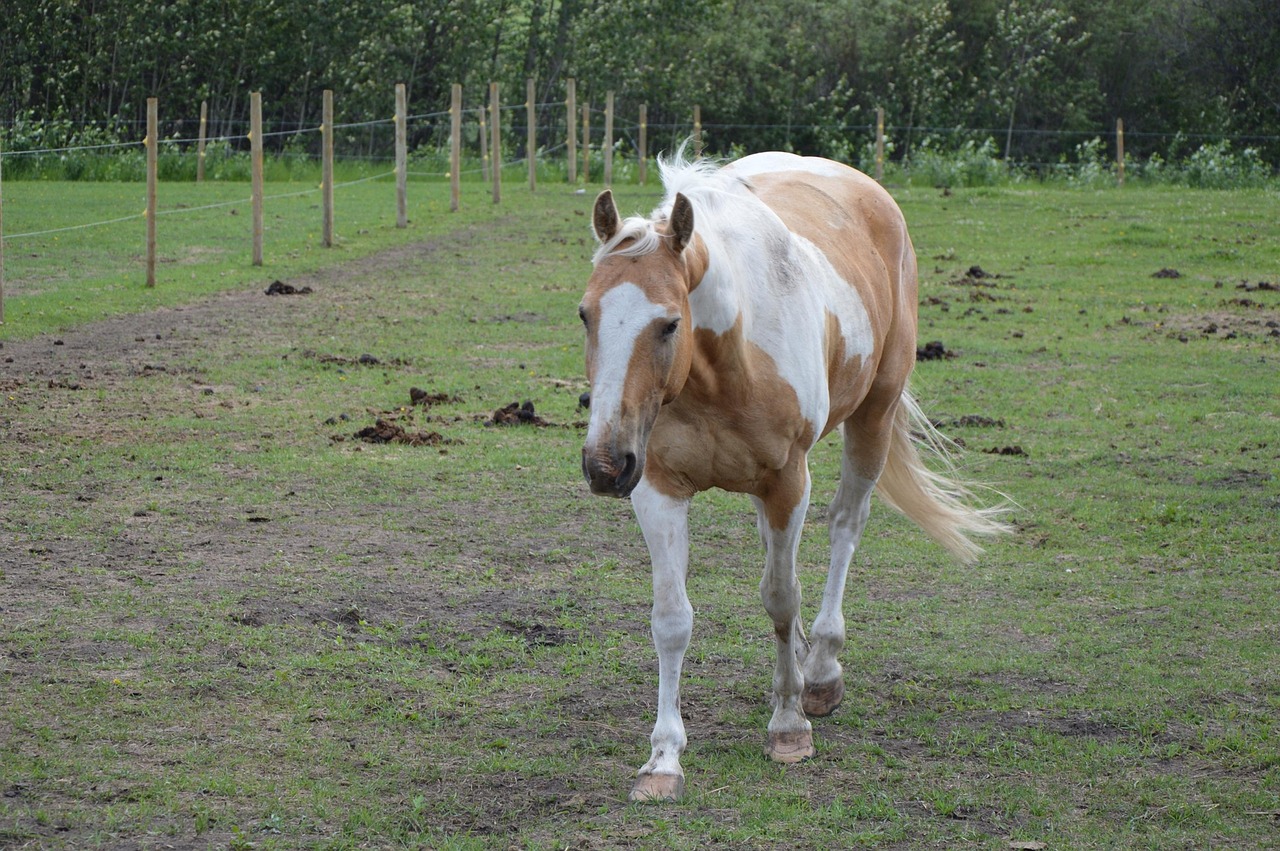 Caballo La Pintura De - Foto gratis en Pixabay - Pixabay