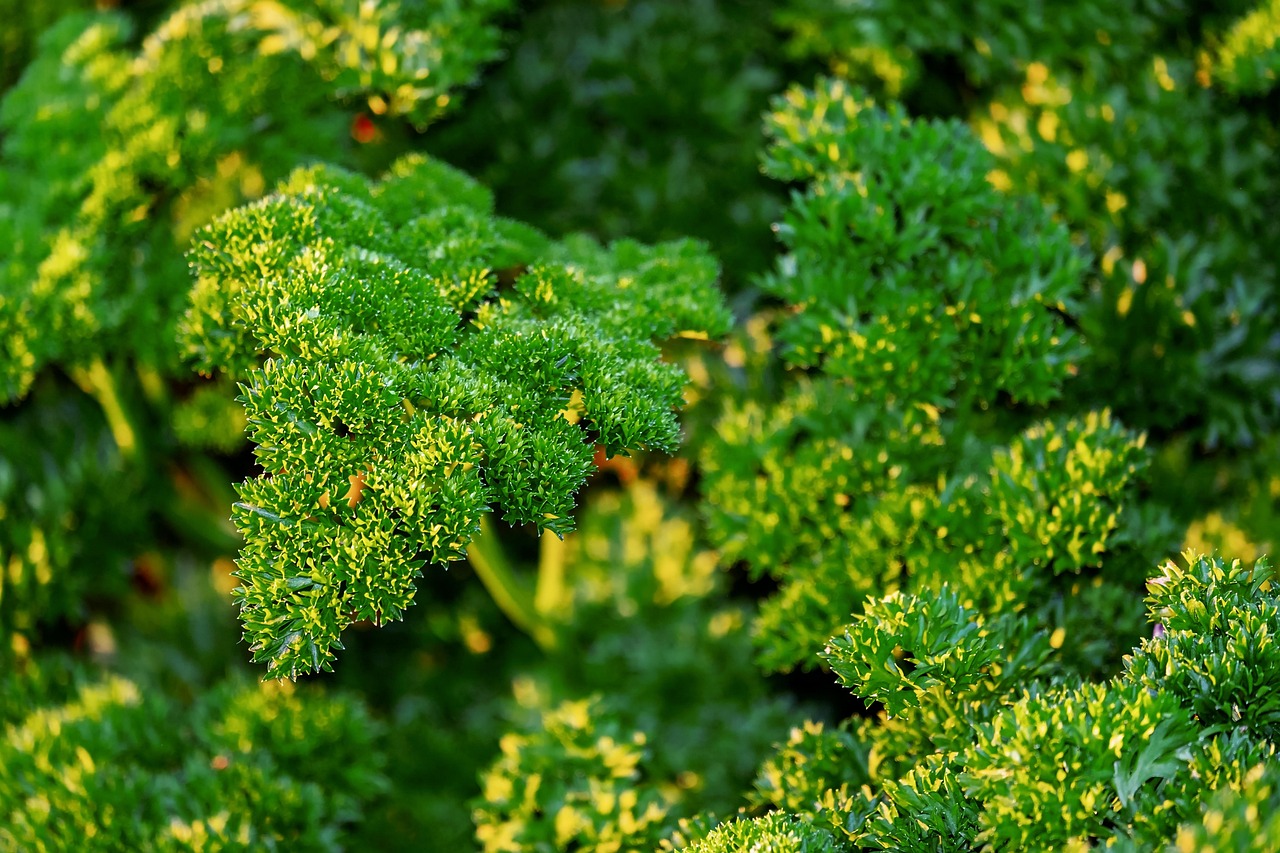 Petersilie Petroselinum Crispum - Kostenloses Foto auf Pixabay - Pixabay