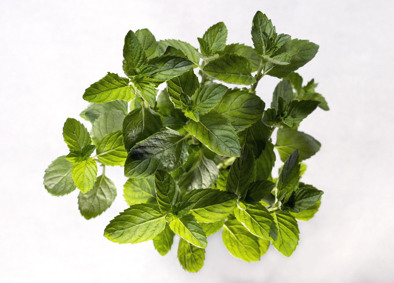 Plant Spearmint Leaf Free Photo On Pixabay Pixabay
