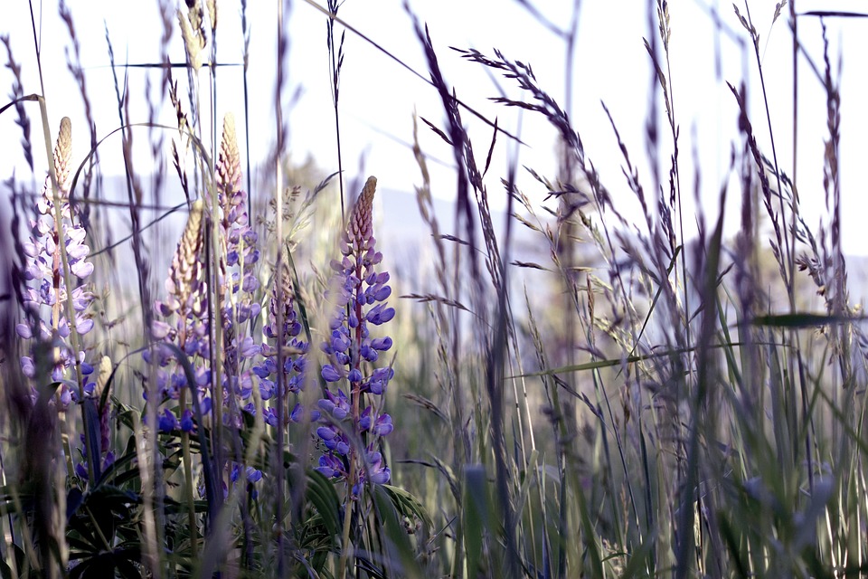 Lavender Flower Weed - Free photo on Pixabay - Pixabay