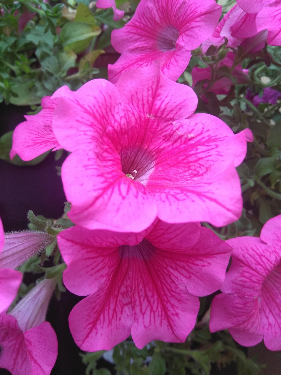 Flores Rosado Flor - Foto gratis en Pixabay - Pixabay