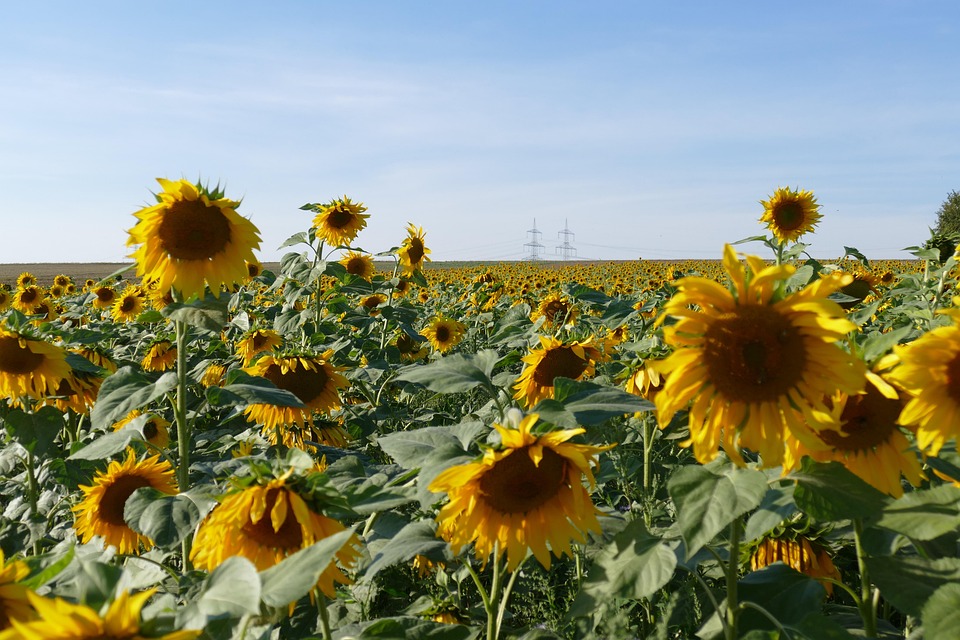 Sun Sunflowers Free Photo On Pixabay Pixabay