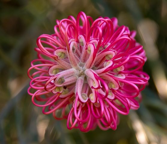 200+ Free Australian Flowers & Australian Images