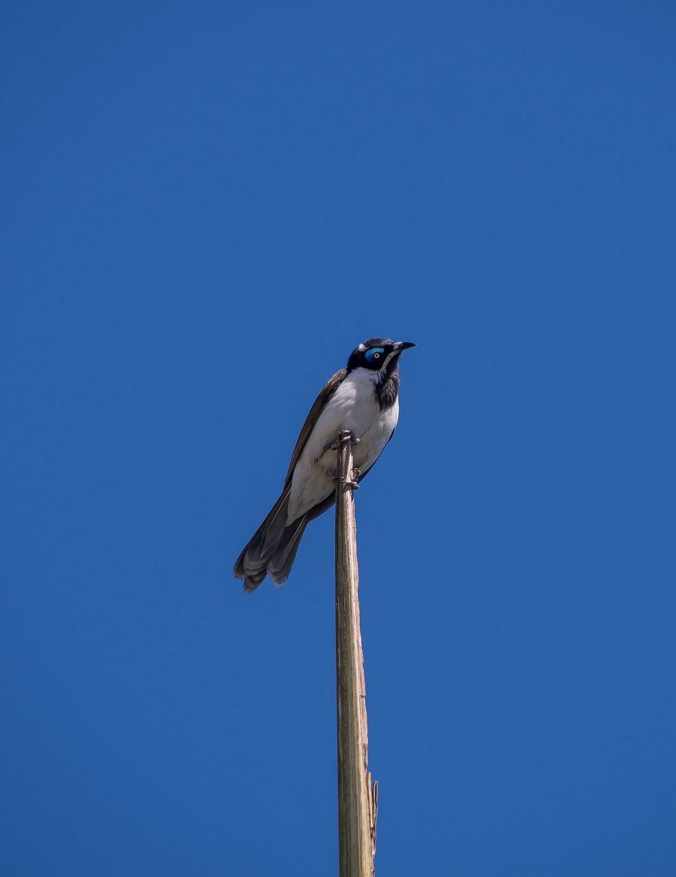 Blue Faced Honeyeater Bird Exotic - Free photo on Pixabay