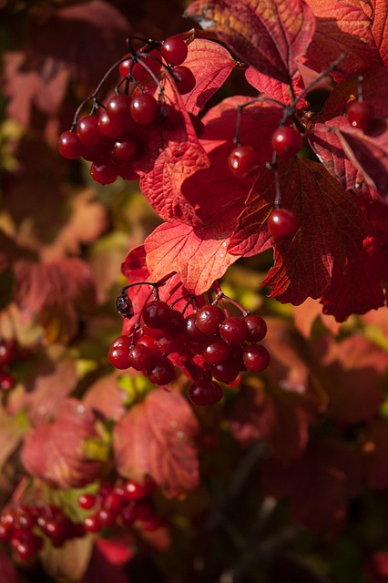 Berry Autumn Nature - Free photo on Pixabay - Pixabay