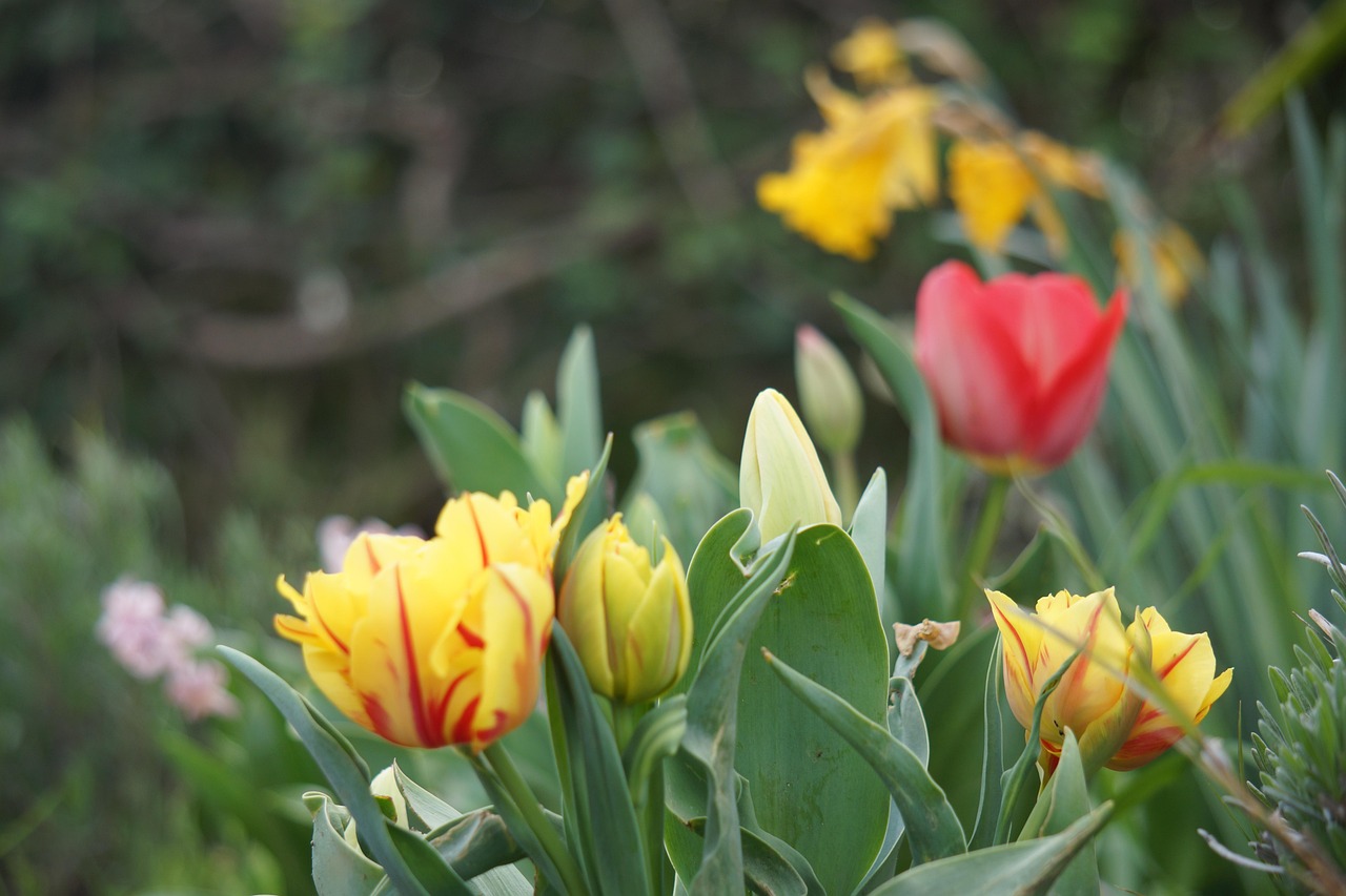 Fleurs Le Printemps Couleurs - Photo gratuite sur Pixabay - Pixabay