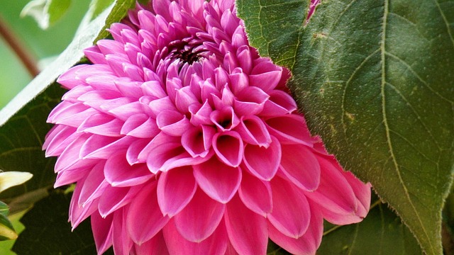 Blossom Bloom Flower Summer - Free photo on Pixabay - Pixabay