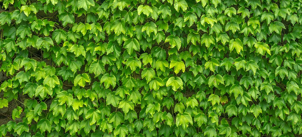 100+ Free Daun Lebar & Nature Images - Pixabay