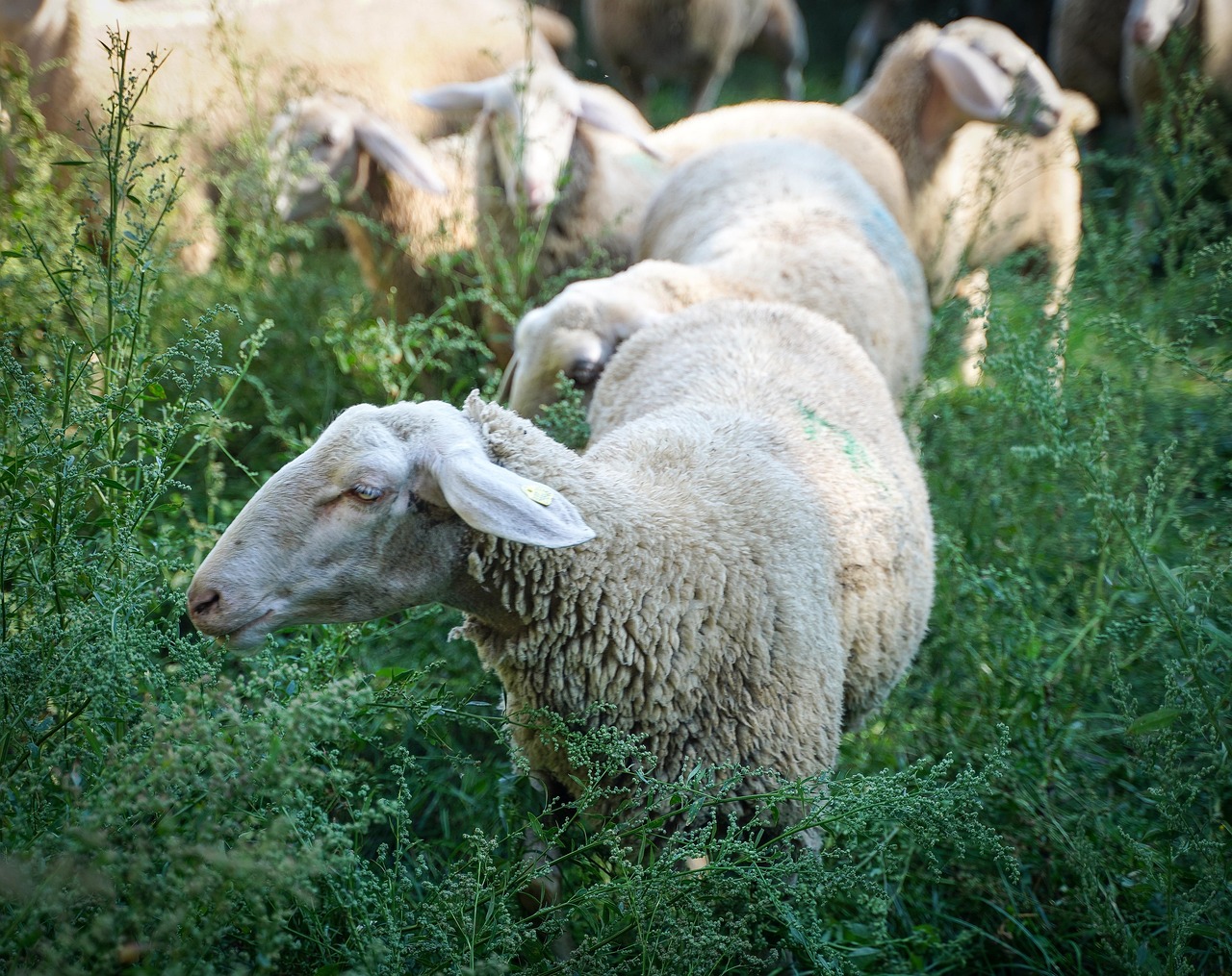 Ovelha Rebanho De Ovelhas Pasto - Foto gratuita no Pixabay - Pixabay