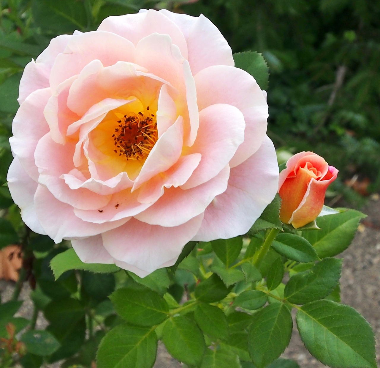 Rose Marie Height Apricot Colors - Free photo on Pixabay
