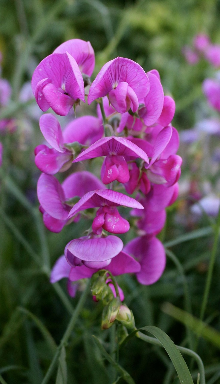10+ Free Sweetpea Blomma & Sweetpea Images - Pixabay