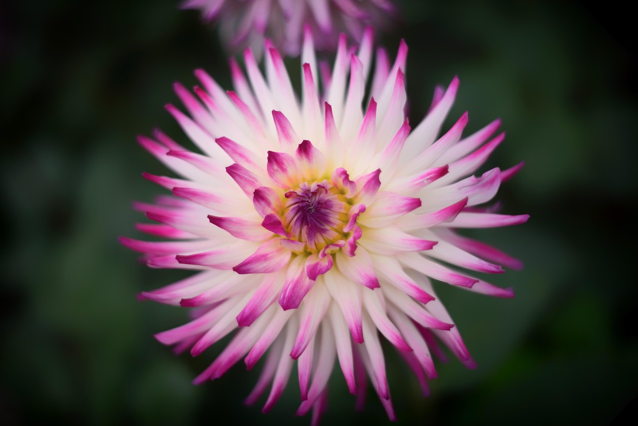 Flower Beautiful Summer - Free photo on Pixabay
