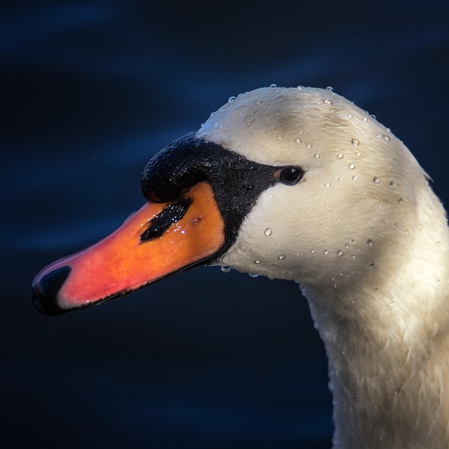 Cisne Naturaleza Animal - Foto gratis en Pixabay - Pixabay