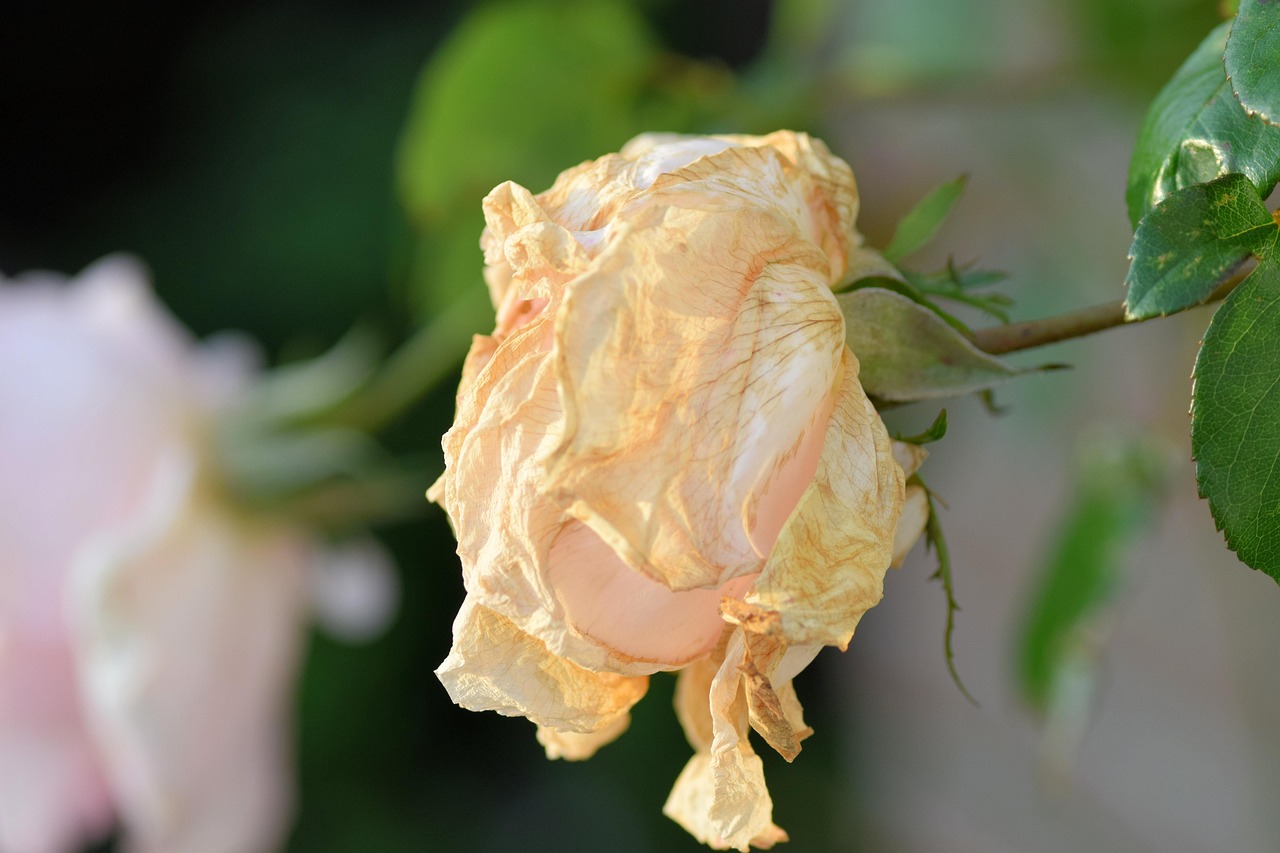50,000+ Free Wilted Rose & Rose Images - Pixabay