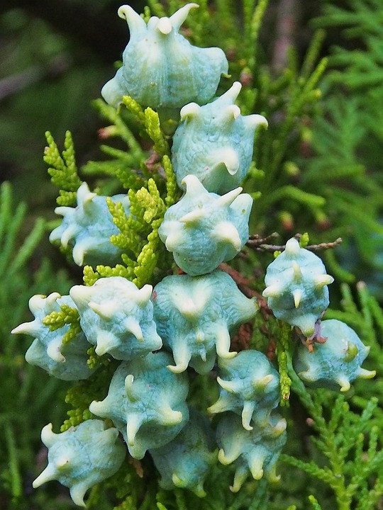 Lebensbaum Grün Thuja - Kostenloses Foto auf Pixabay - Pixabay