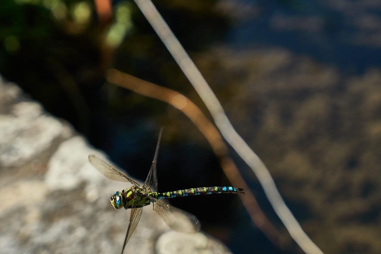 Libelle Insekt - Kostenloses Foto auf Pixabay - Pixabay