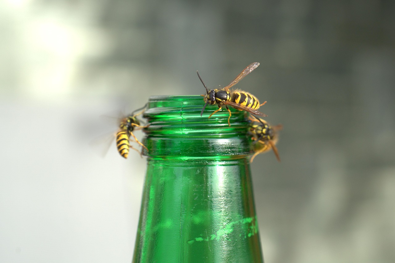 Plus de 2 000 images de Guêpe et de Insecte - Pixabay