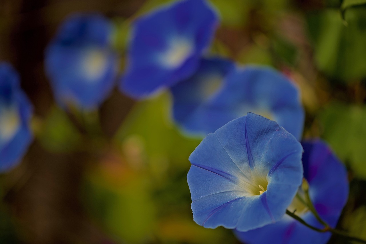 Volubilis Flowers Nature - Free photo on Pixabay - Pixabay