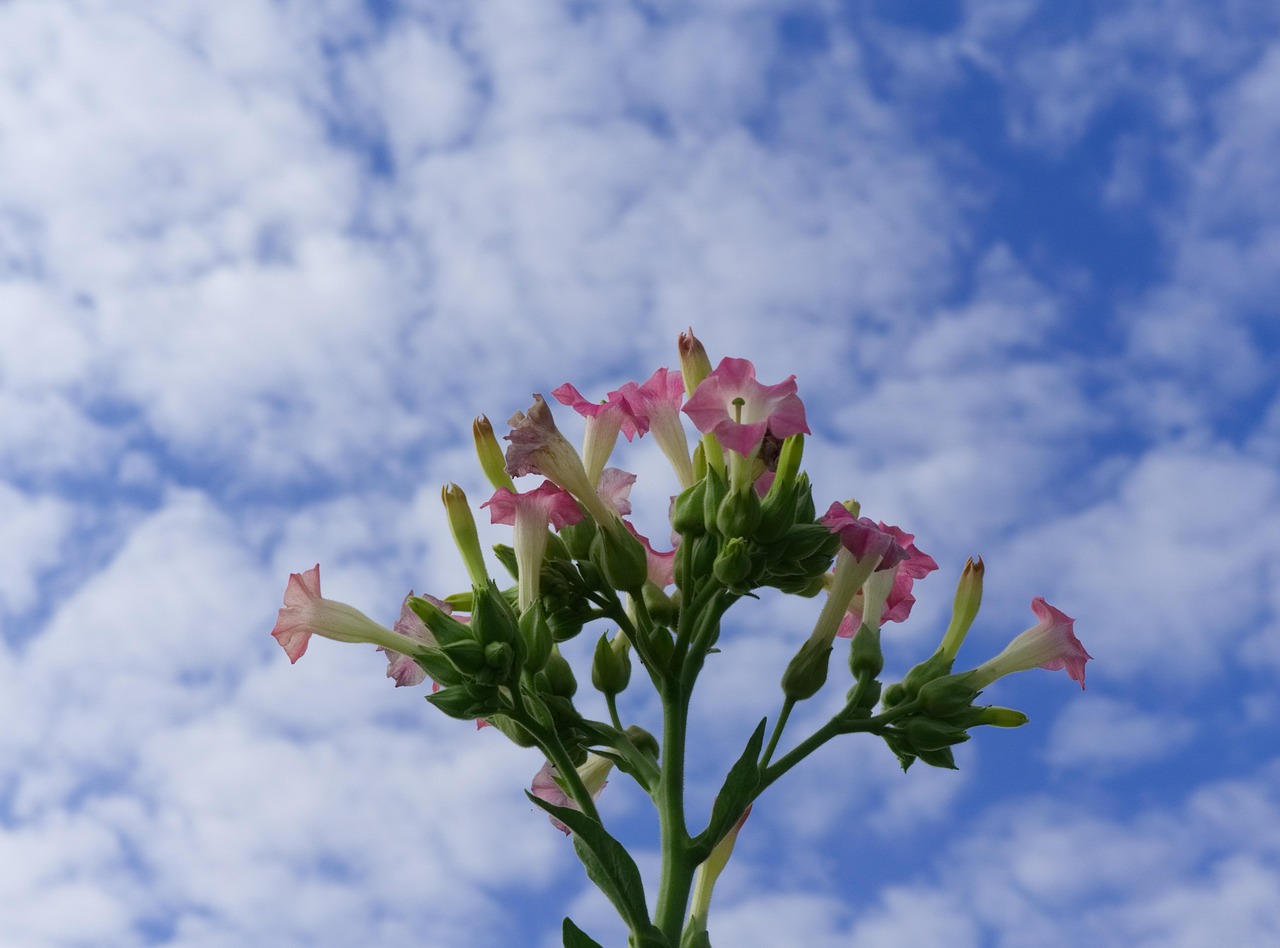 Tabaco Planta Flor - Foto gratis en Pixabay - Pixabay