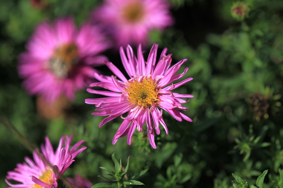 Asters Aster Autumn - Free photo on Pixabay - Pixabay