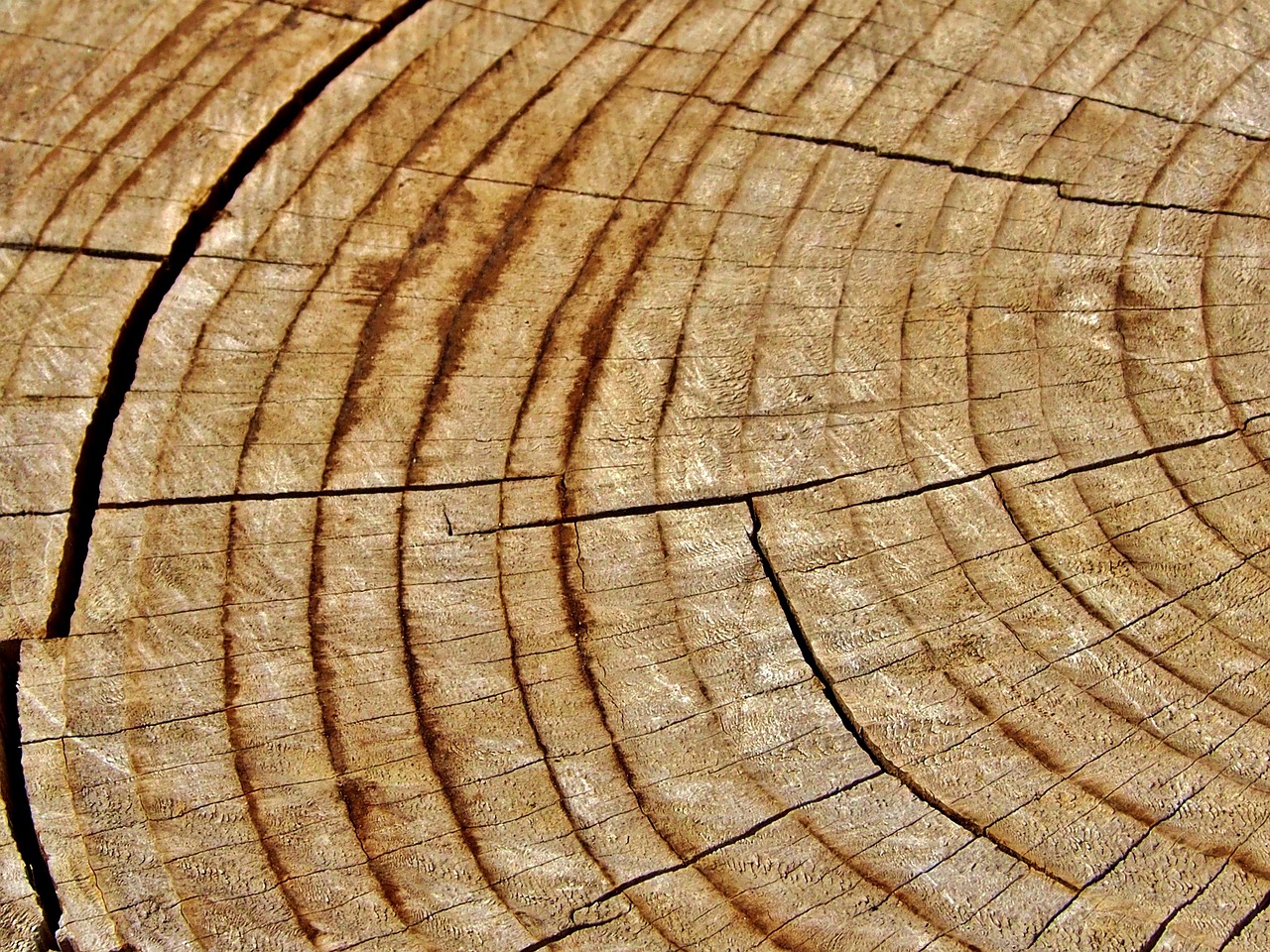 Arbre Cernes Annuels Tronc D'Arbre - Photo gratuite sur Pixabay - Pixabay