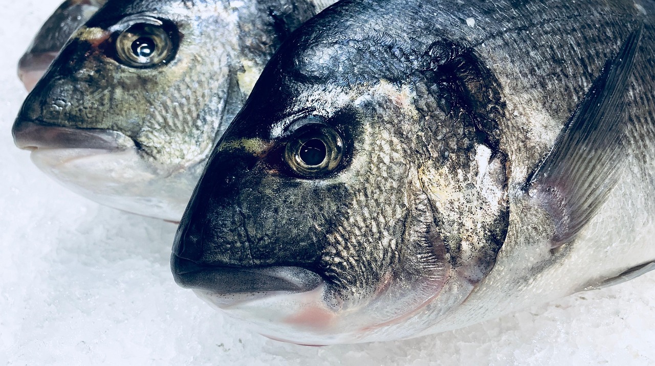 Fish Food Nourishment - Free photo on Pixabay