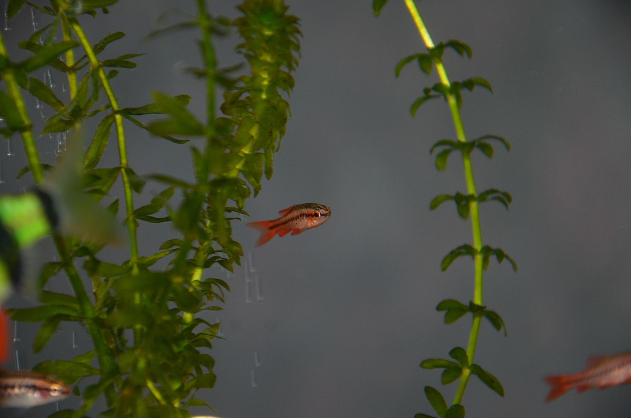 Fish Aquarium Floats - Free photo on Pixabay - Pixabay