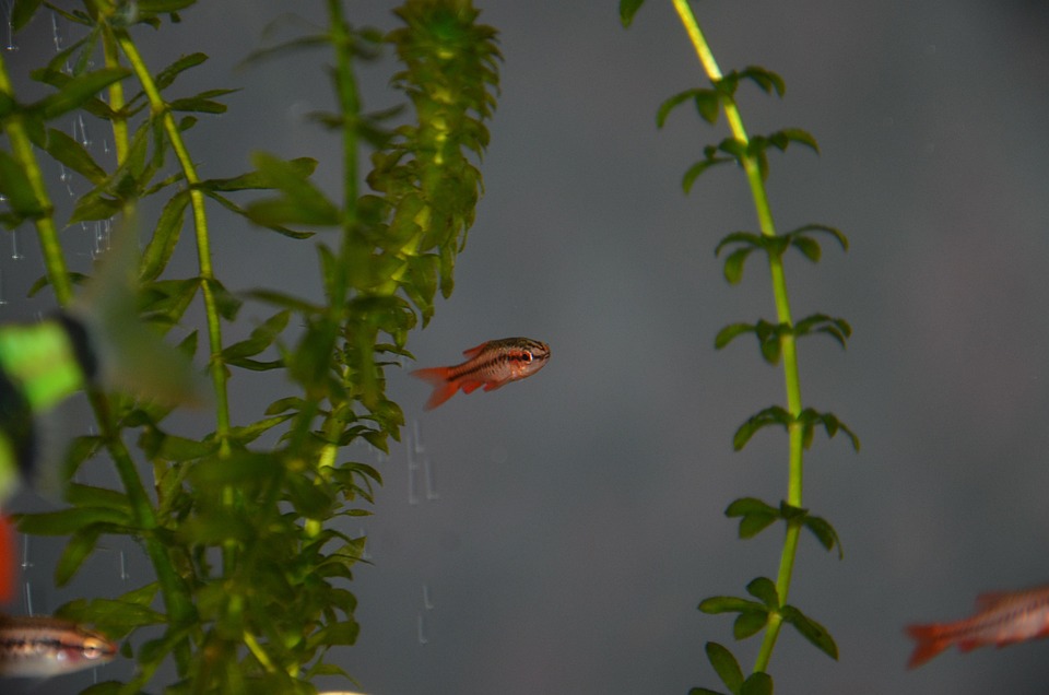 Fish Aquarium Floats - Free photo on Pixabay - Pixabay