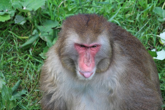 Macaco Primata Mamíferos - Foto gratuita no Pixabay - Pixabay